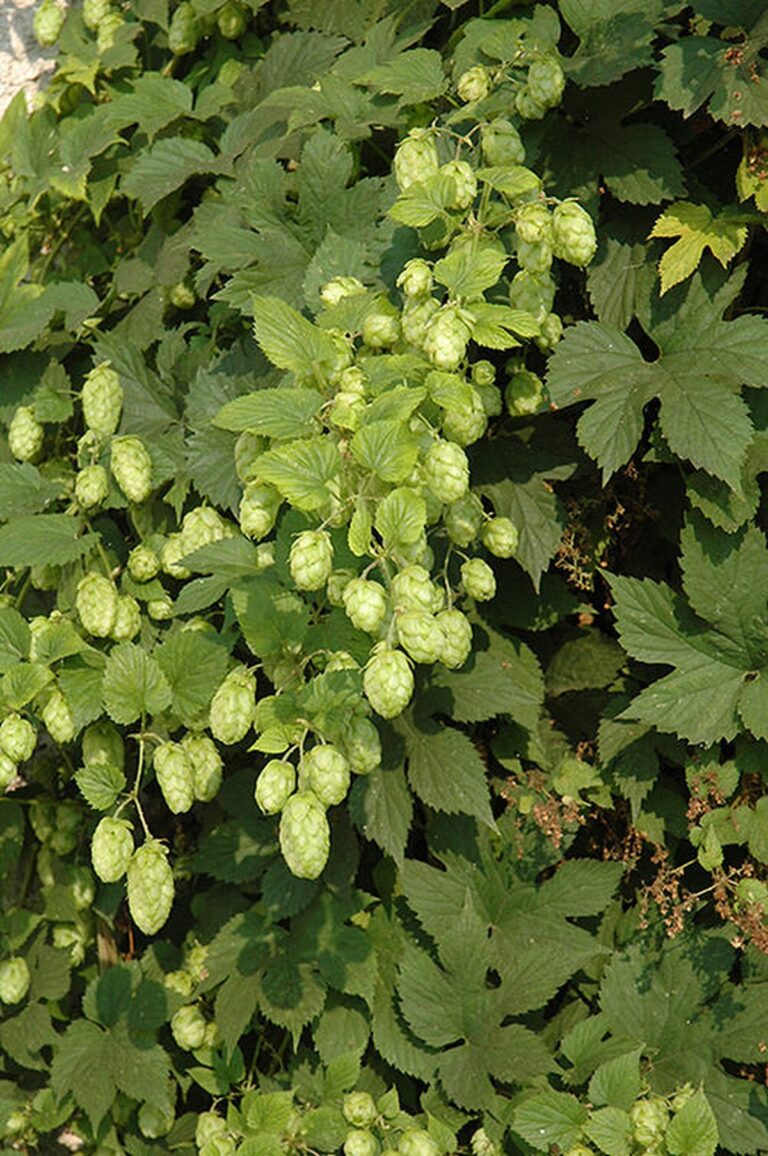 15 Delightful Fruits That Grow on Vines and Climbers