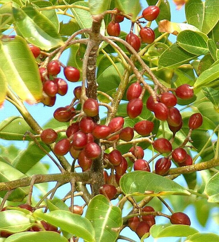 23 Stunning Trees with Red Berries for a Vibrant Garden