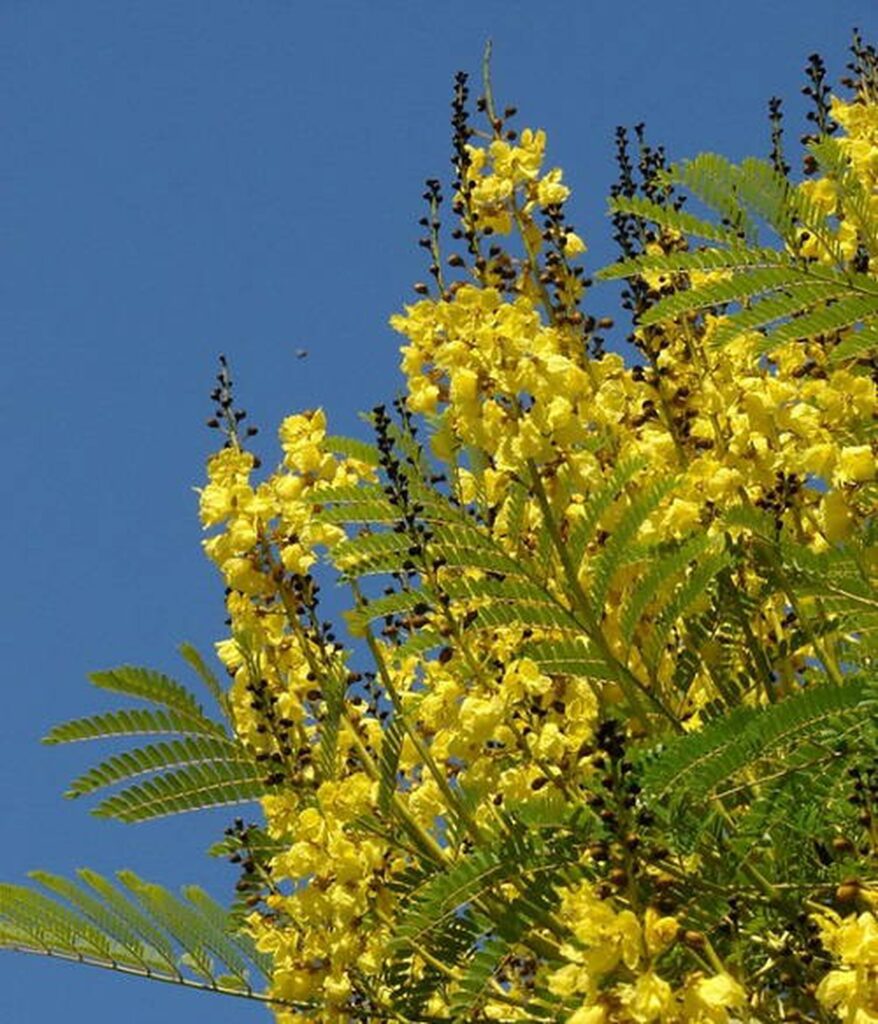 17 Stunning Trees That Look Like Ferns: Nature's Hidden Gems