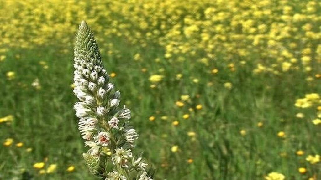 11 Charming Flowers That Smell Like Vanilla For Sweet Gardens