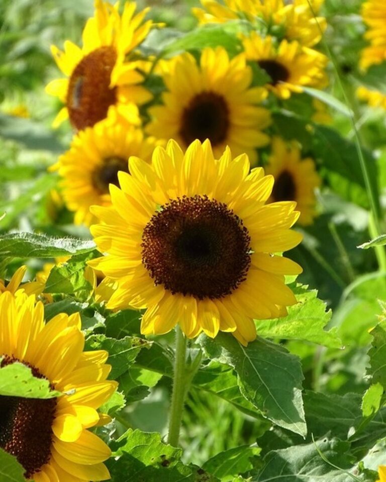 15 Stunning Giant Sunflower Varieties for Your Dream Garden