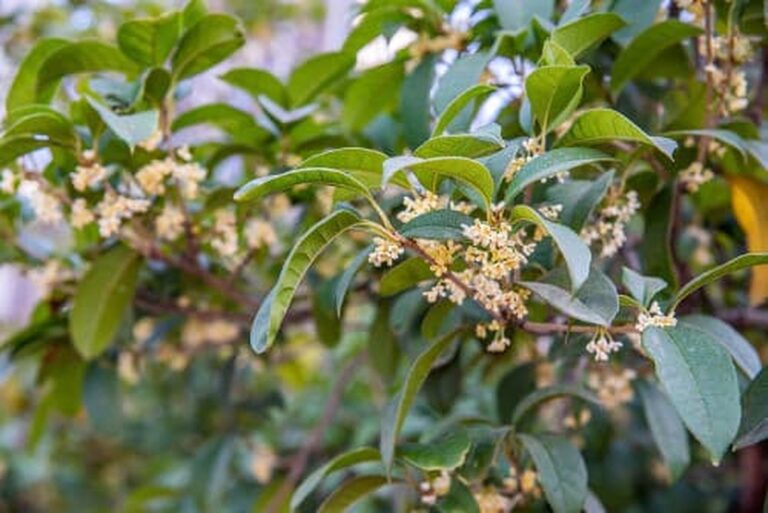 47 Most Fragrant Flowers That Fill Gardens With Sweet Scents