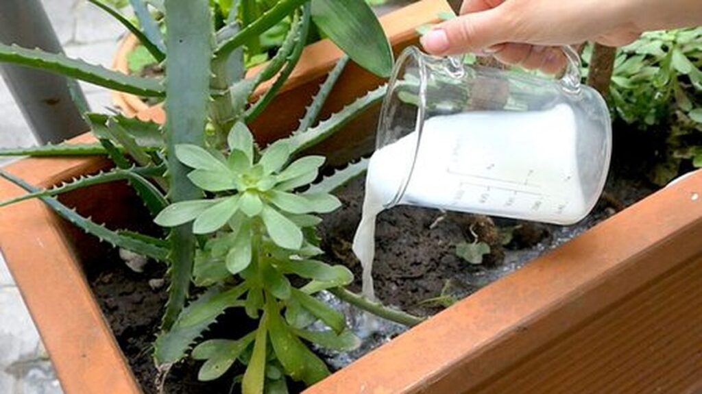10 Effective Homemade DIY Fungicide Recipes for Plants