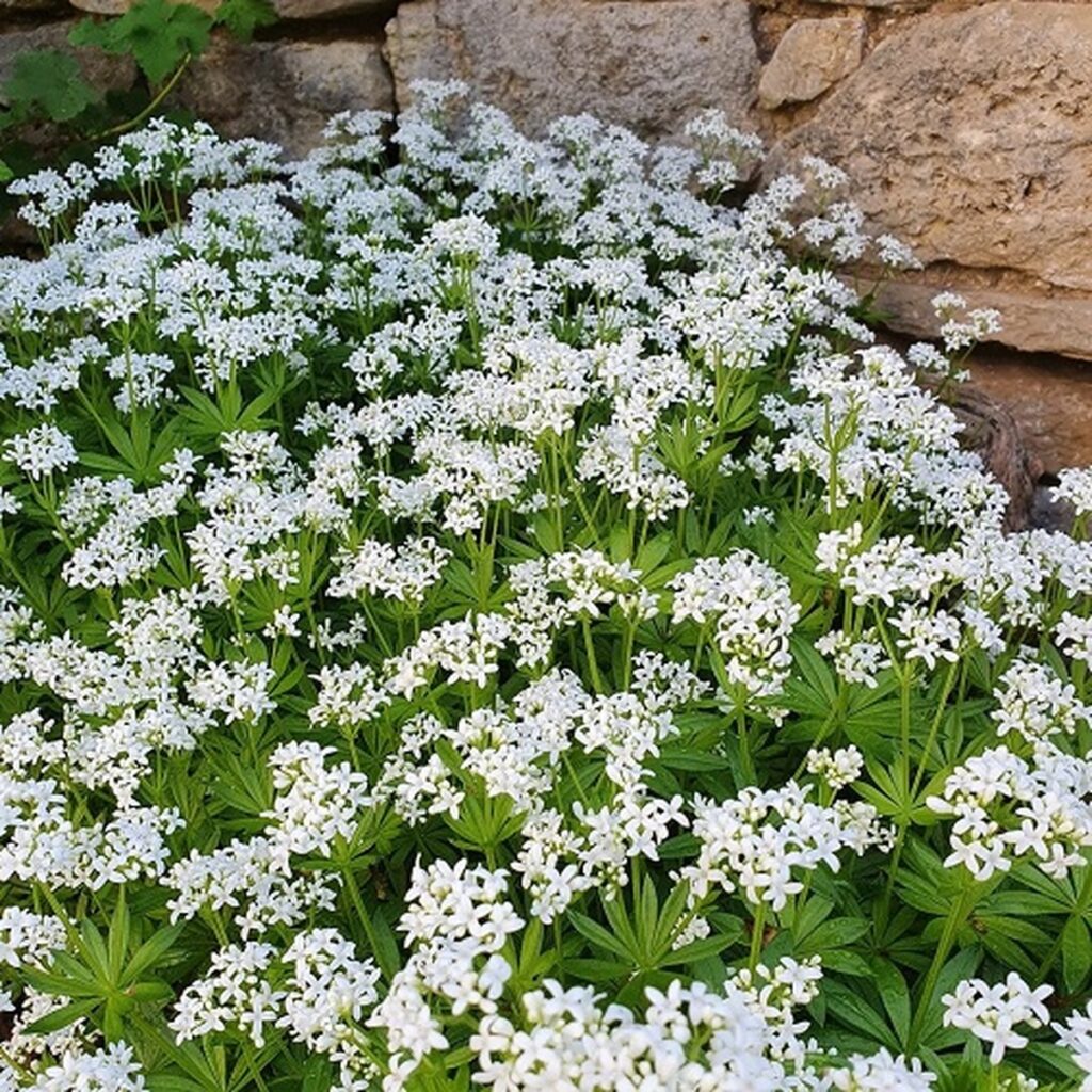 18 Stunning Ground Covers with White Flowers That Enchant