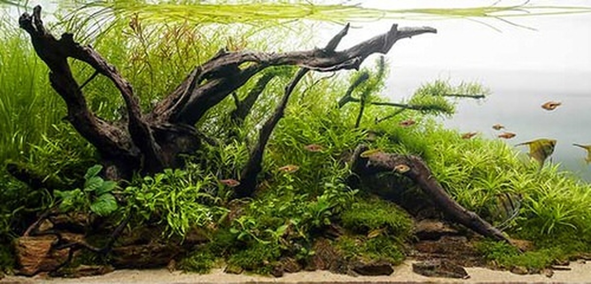 15 Stunning Fish Tank with Plants Ideas for a Vibrant Aquarium
