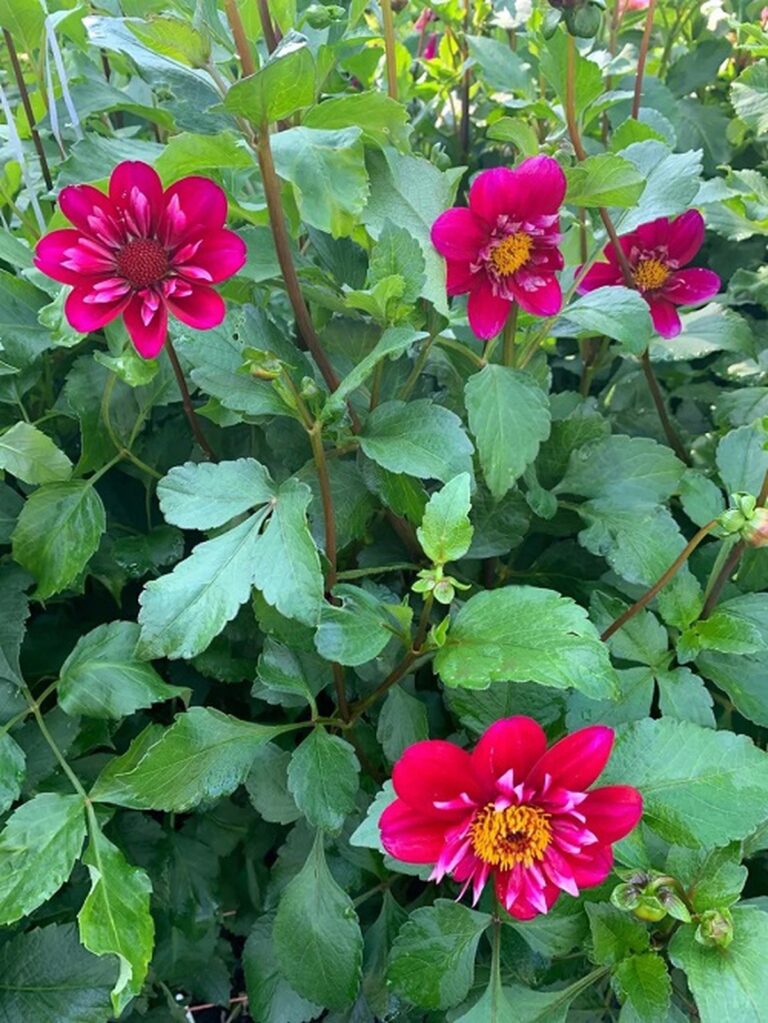 27 Stunning Red Dahlia Varieties That Will Brighten Any Garden