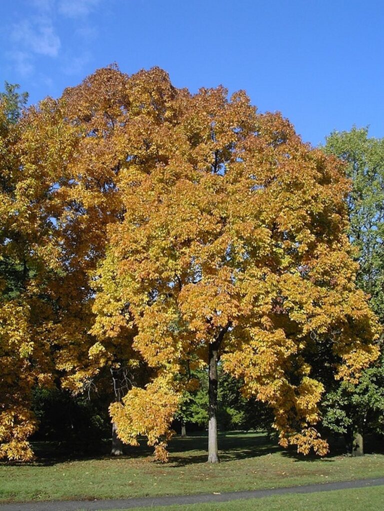 25 Enchanting Trees With Smooth Gray Bark That Stun Year-Round