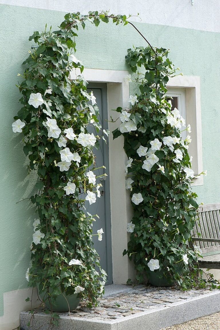 53 Gorgeous Flowering Vines and Climbers for Garden & Containers