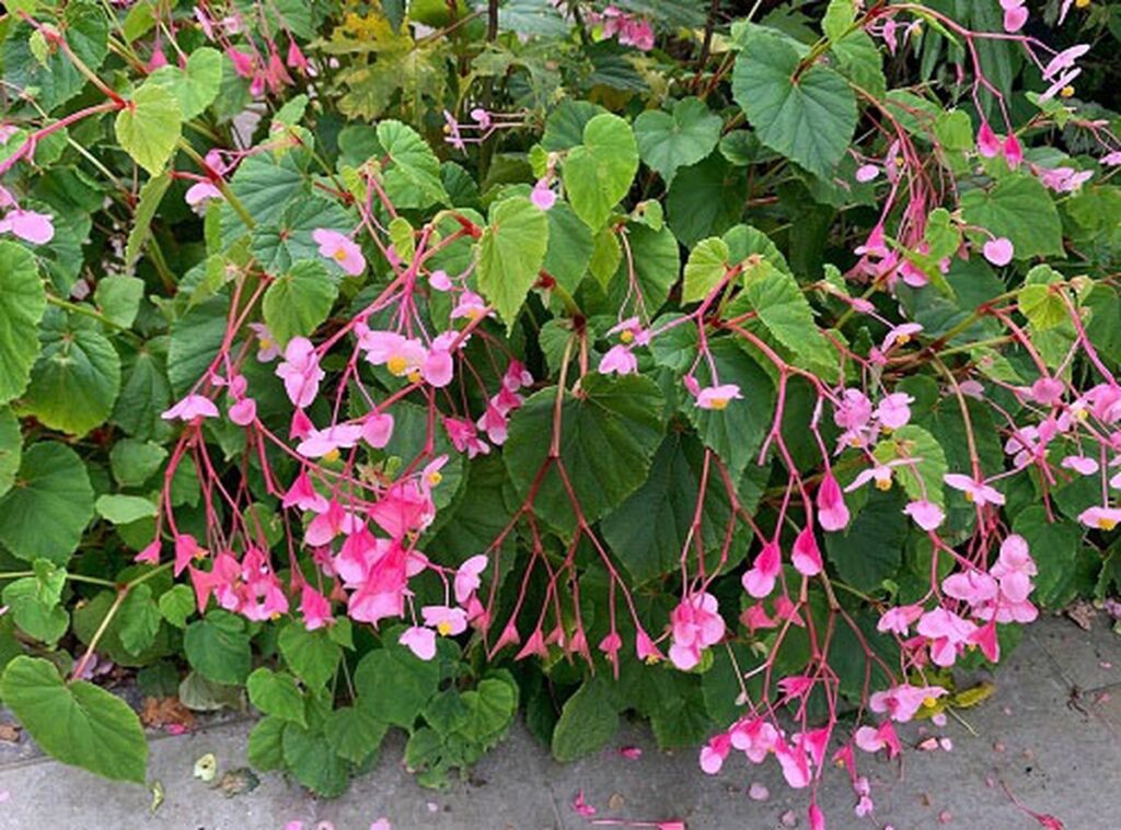 24 Stunning Pink Begonia Varieties to Explore