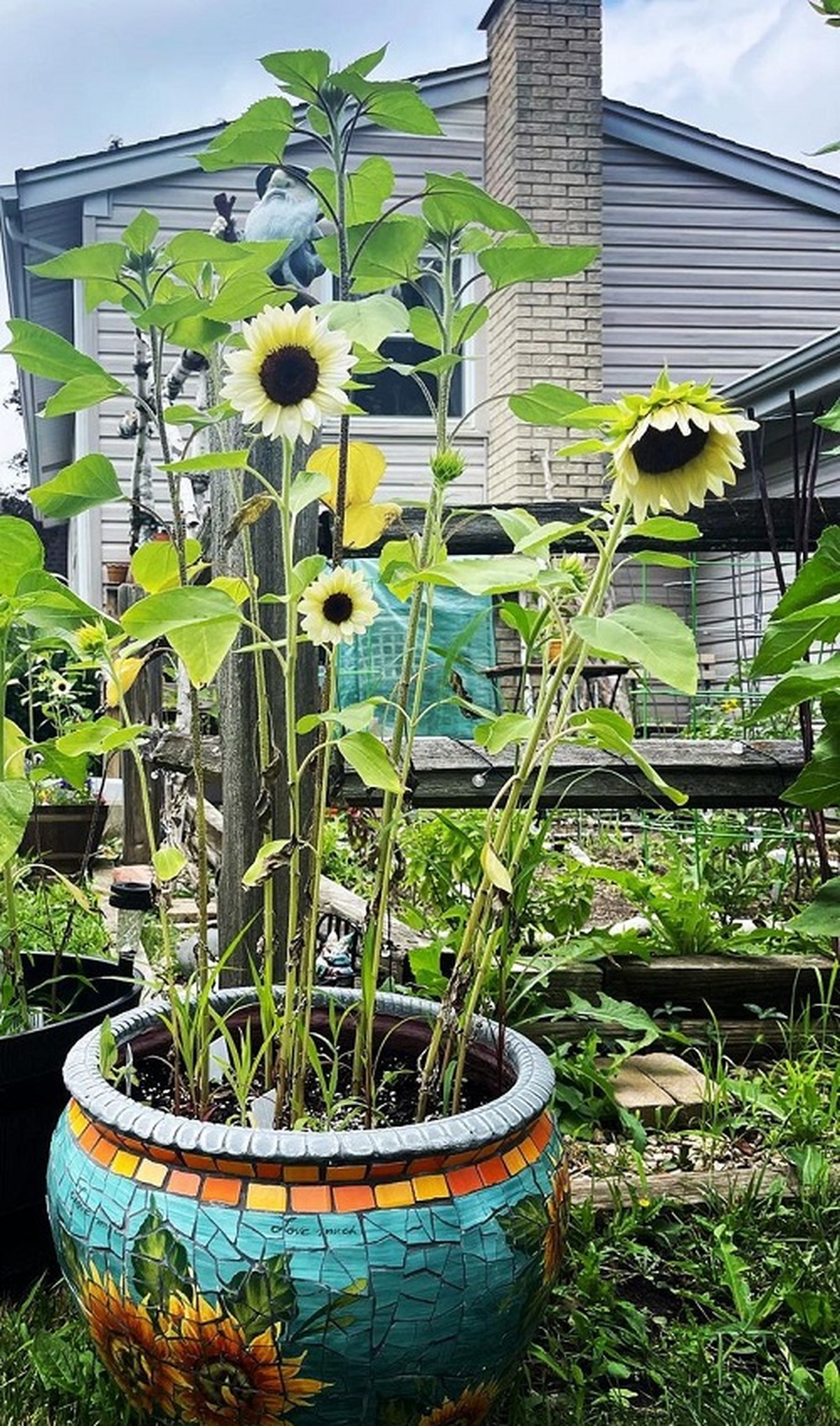 6 Stunning White Sunflower Varieties to Brighten Your Garden