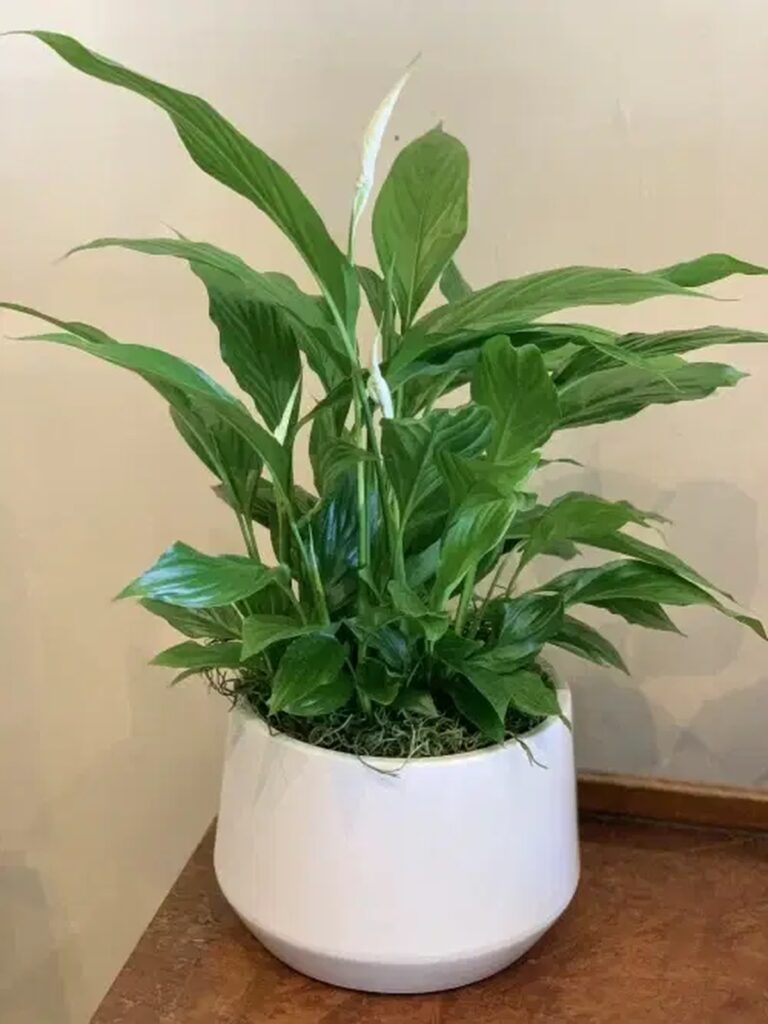 18 Stunning Places to Display Your Peace Lily Plant at Home