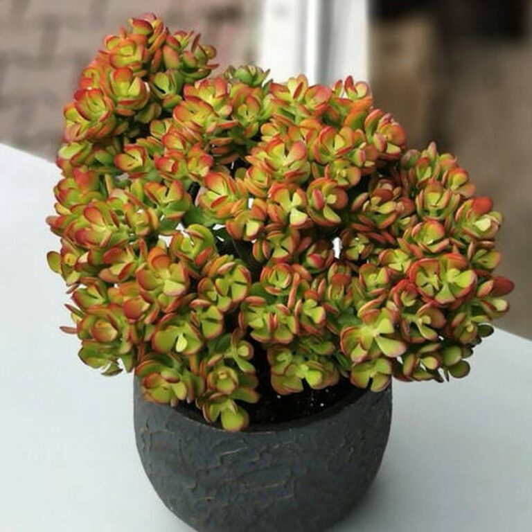14 Charming Dwarf Tree-Like Houseplants for Cozy Home Spaces