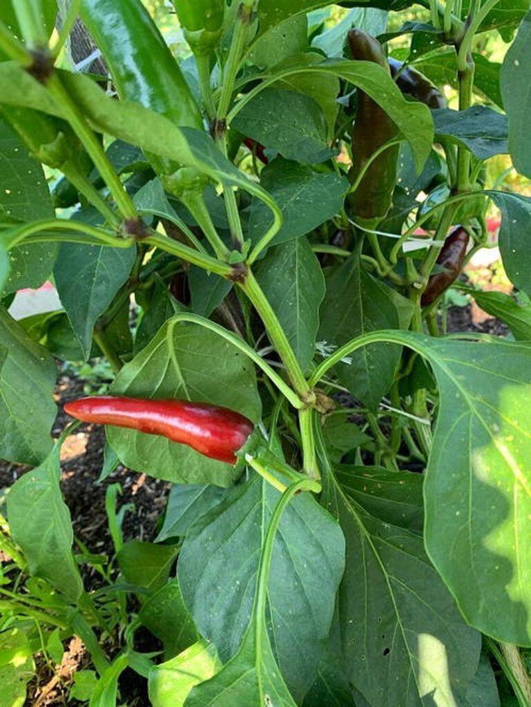 20 Stunning Peppers That Grow Upwards for Garden Magic