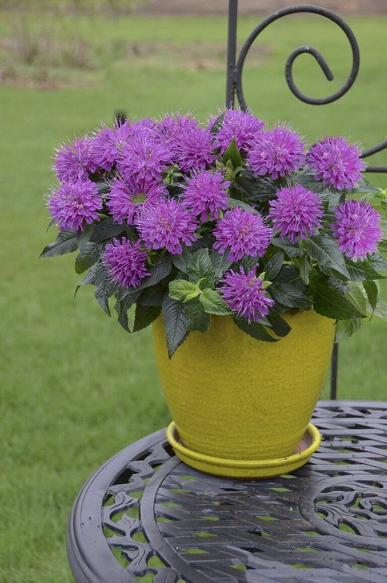 50 Beautiful Types of Cut Flowers for a Cut Flower Garden