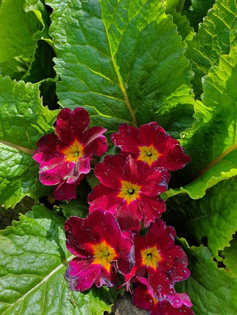 20 Enchanting Maroon Flowers That Beautify Any Garden
