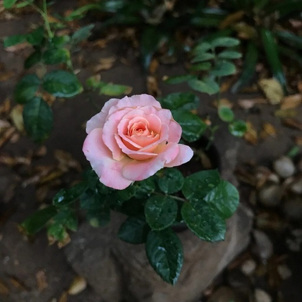 12 Adorable Smallest Rose Varieties for Containers to Know