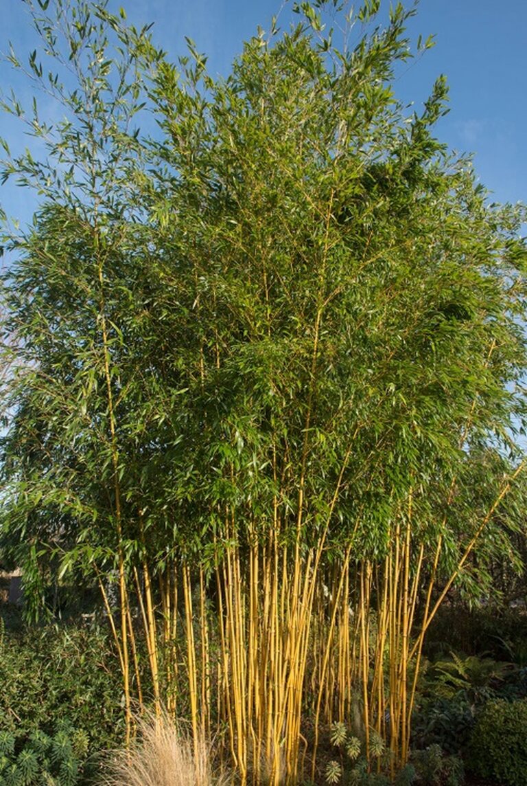 24 Beautiful Bamboo Types for Container and Garden Growing