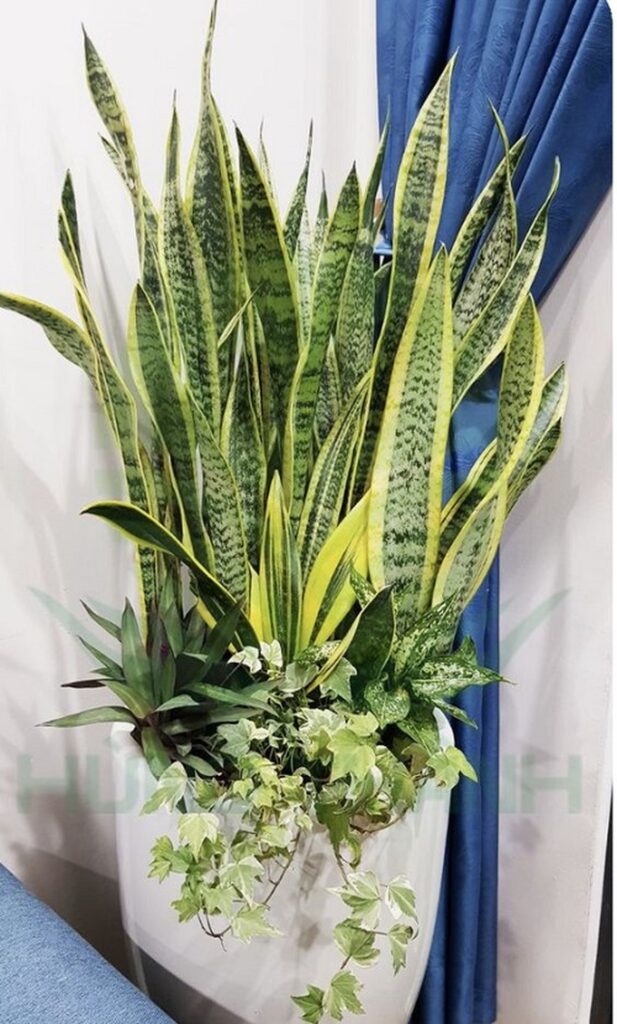23 Stunning Snake Plant Container Combination Ideas to Try Now