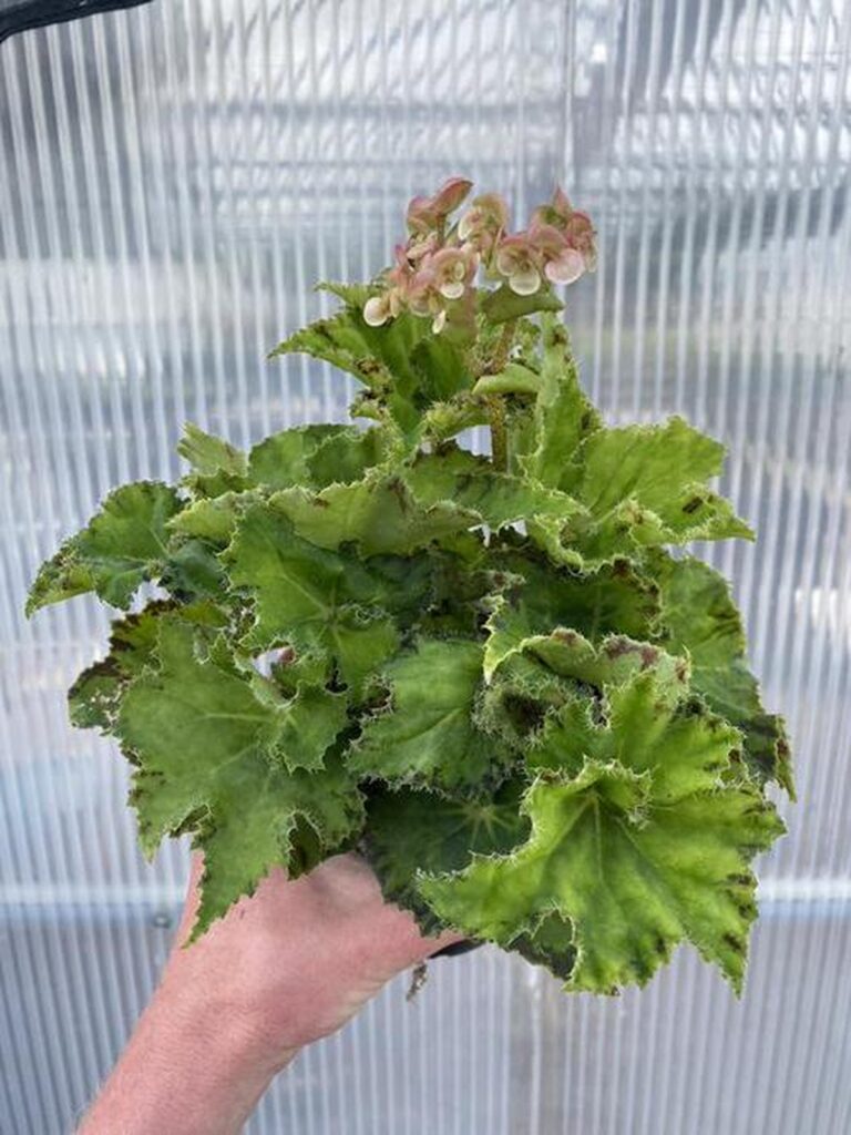 30 Gorgeous Types of Rex Begonia Varieties to Fall For