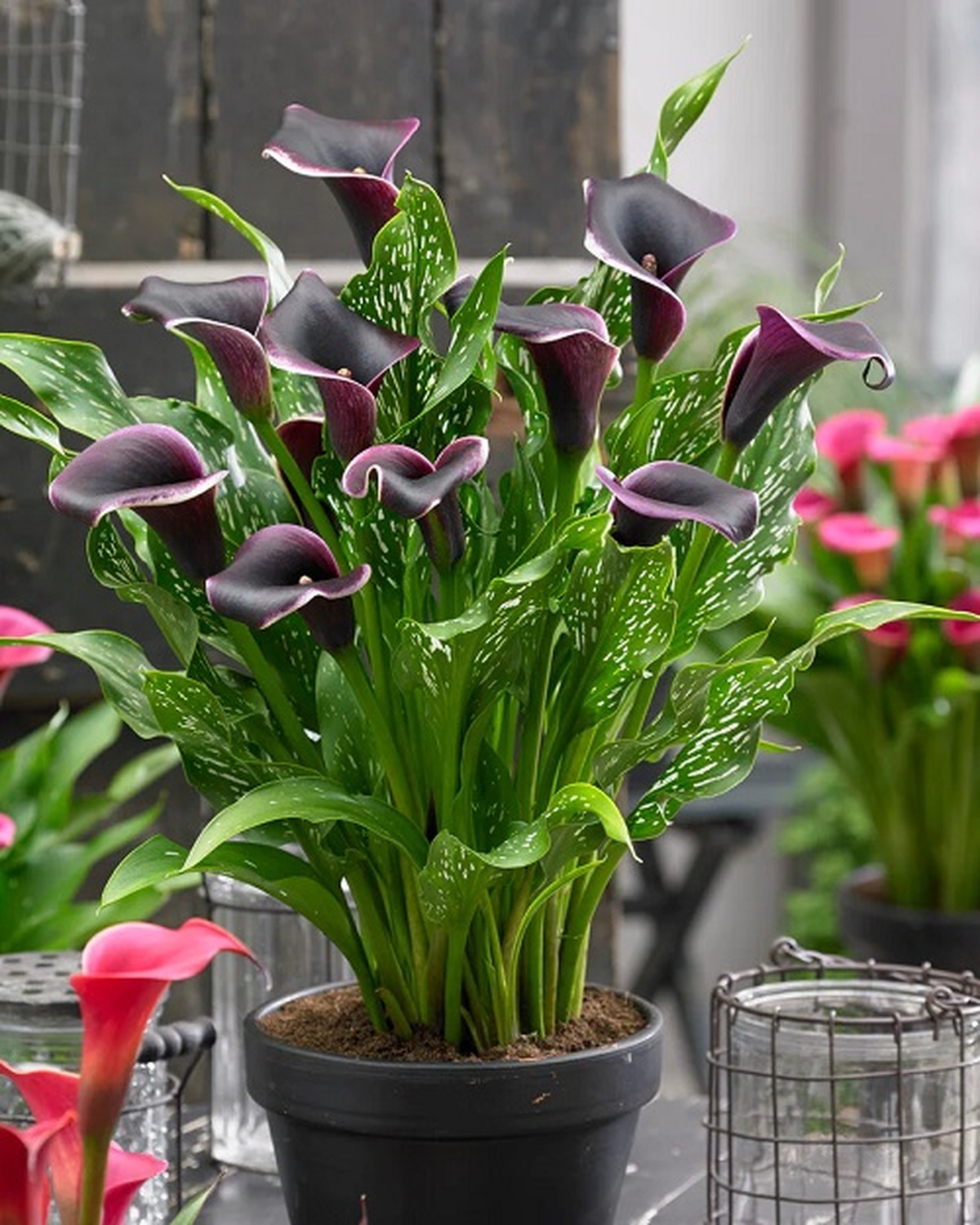 12 Stunning Red and Black Flowers to Brighten Any Garden