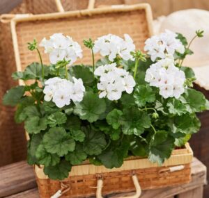 21 Lovely White Geranium Types to Brighten Your Garden