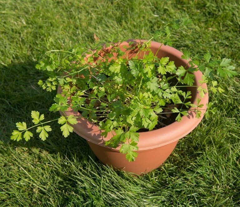 7 Amazing Parsley Varieties to Freshen Up Your Garden