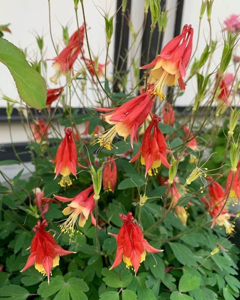 13 Gorgeous Spring Flowers in Michigan to Brighten Your Garden
