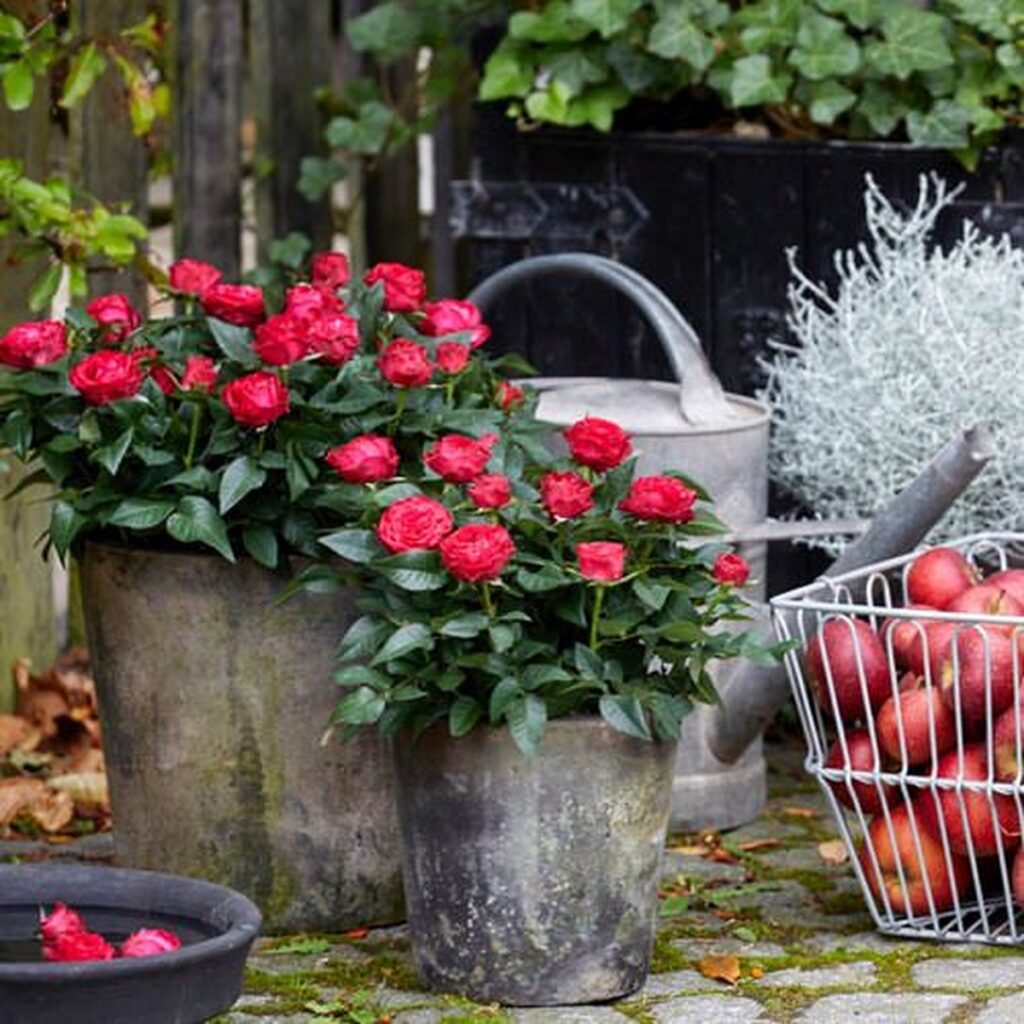 35 Gorgeous Pictures of Roses in Pots That Will Inspire You