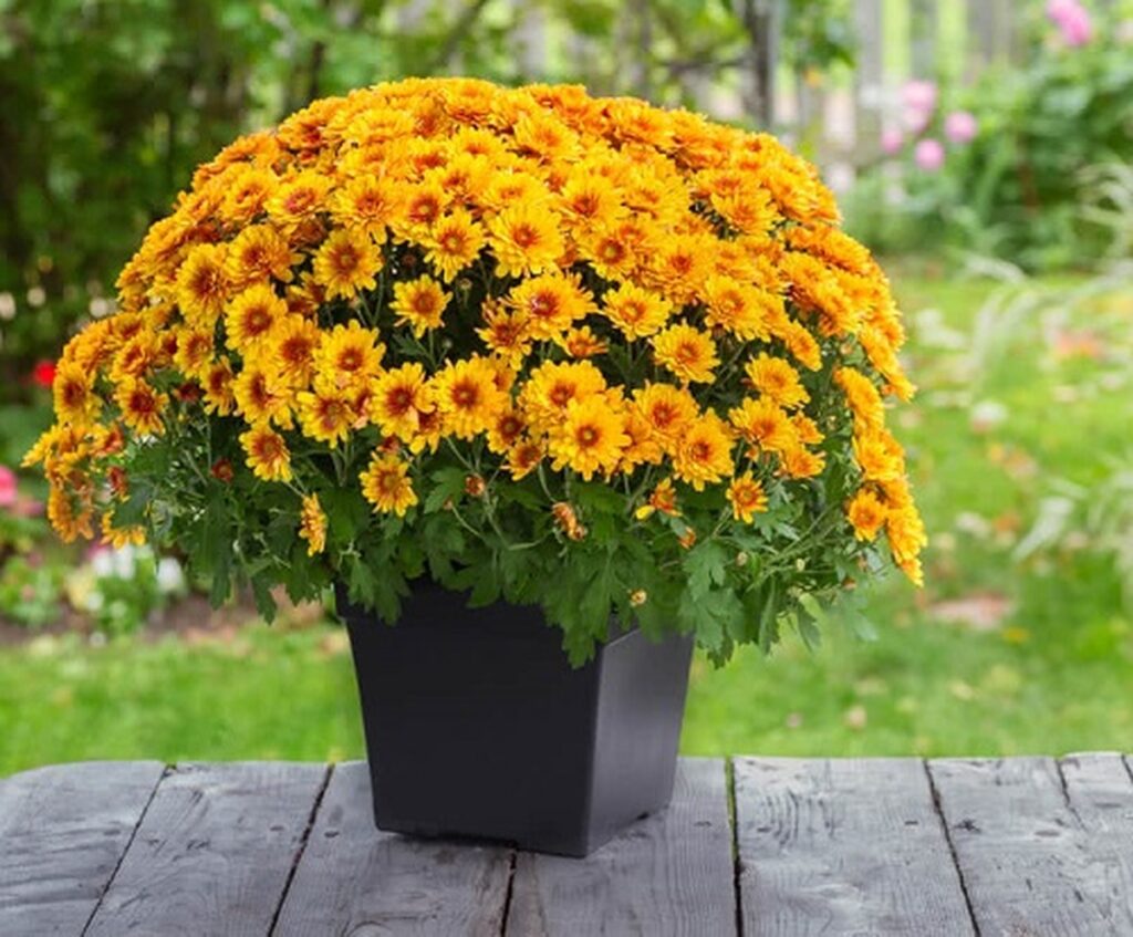 26 Stunning Gold Flowers That Add Luxury To Any Garden