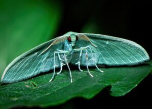 15 Fascinating Blue Moths to Spot in Your Garden