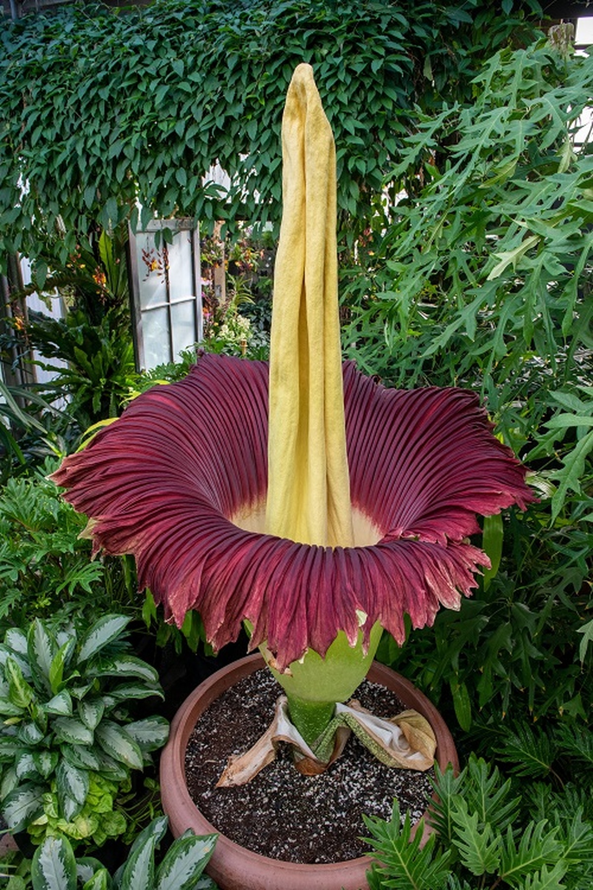 4 Breathtaking SpongeBob Flowers that Exist in Real Life