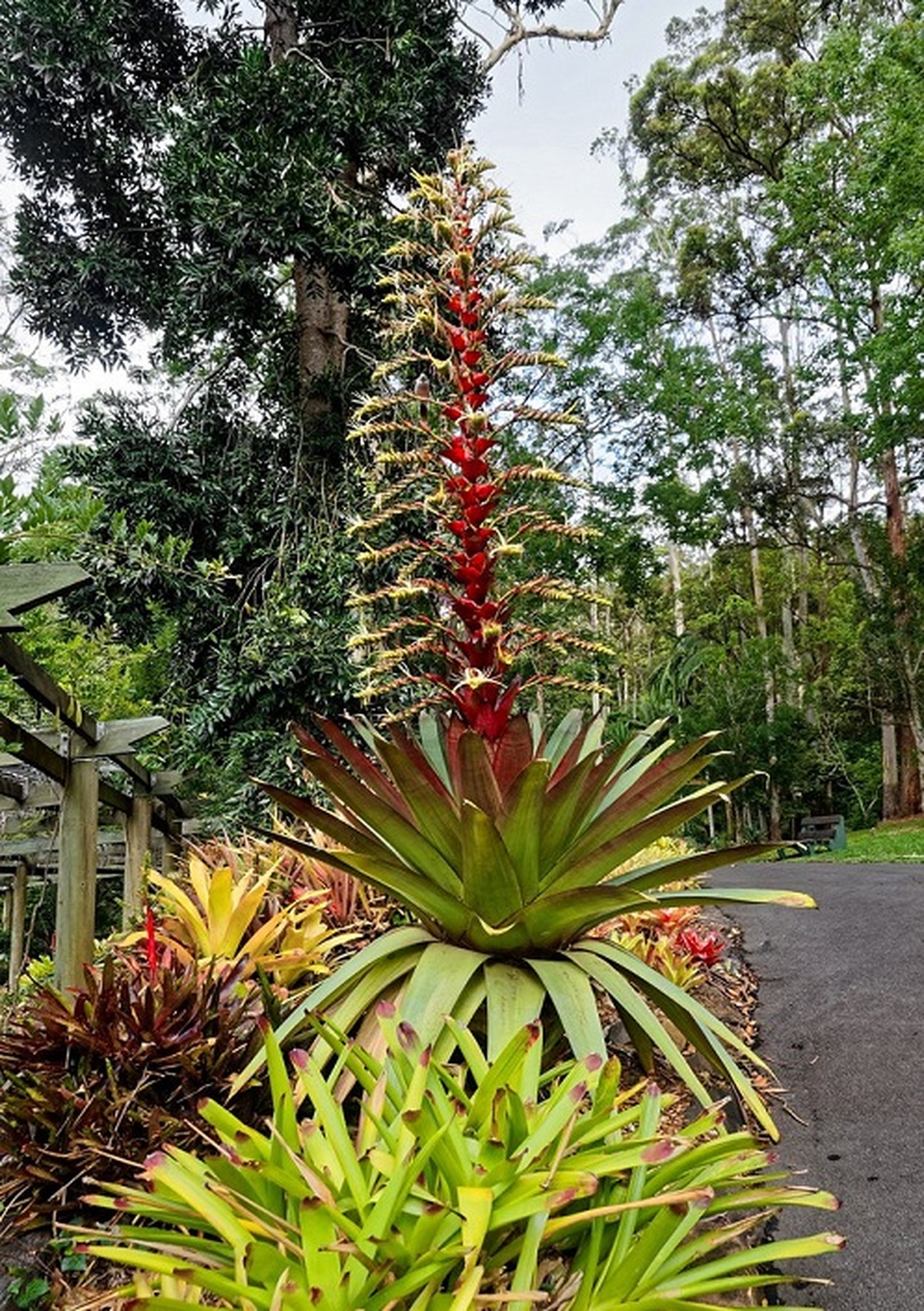 10 Amazing Plants That Look Like Pineapple Tops