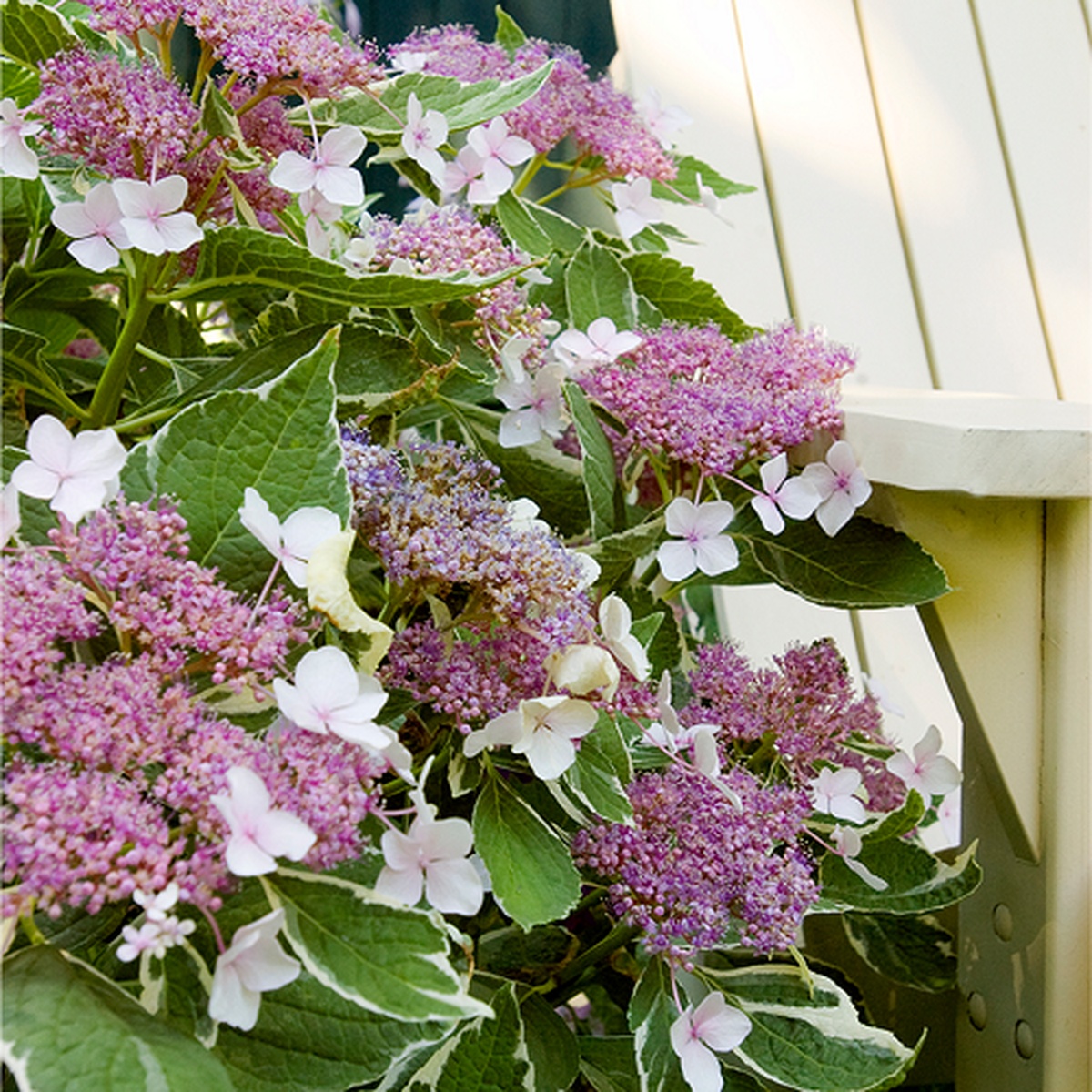 7 Stunning Variegated Hydrangea Varieties for Your Garden