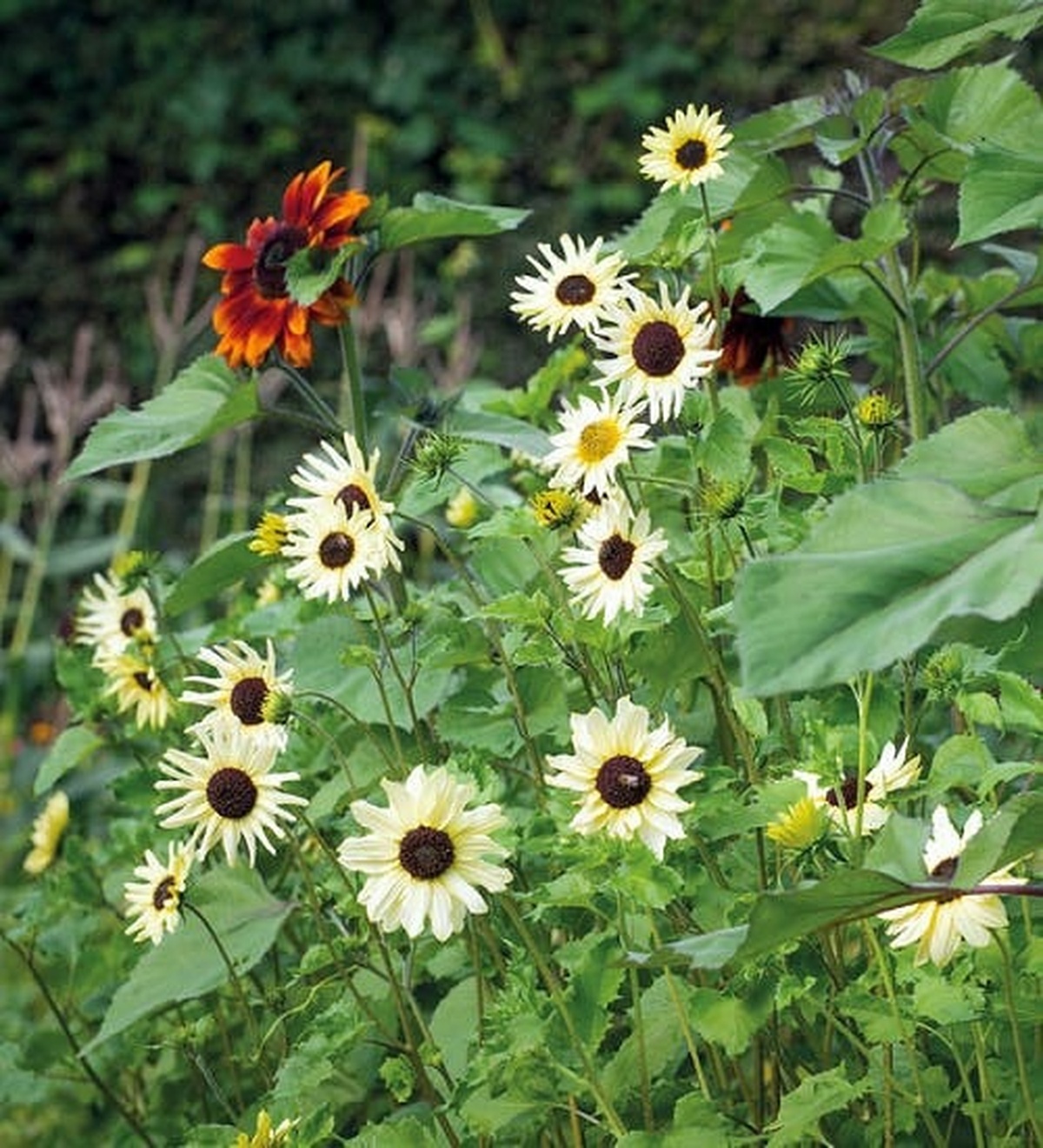 6 Stunning White Sunflower Varieties to Brighten Your Garden