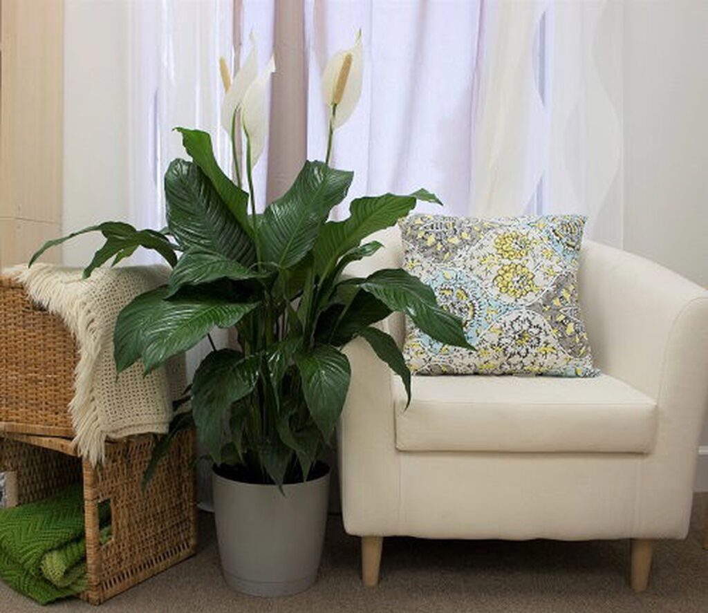 18 Stunning Places to Display Your Peace Lily Plant at Home