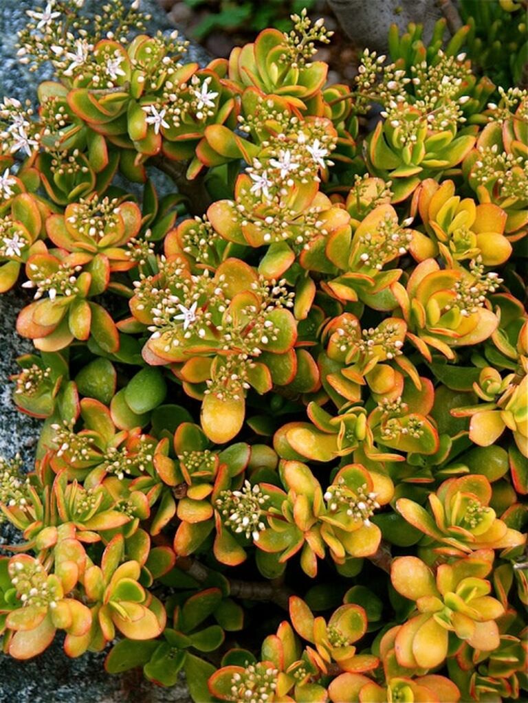 11 Stunning Types of Jade Plants that Flower - Magical Blooms!