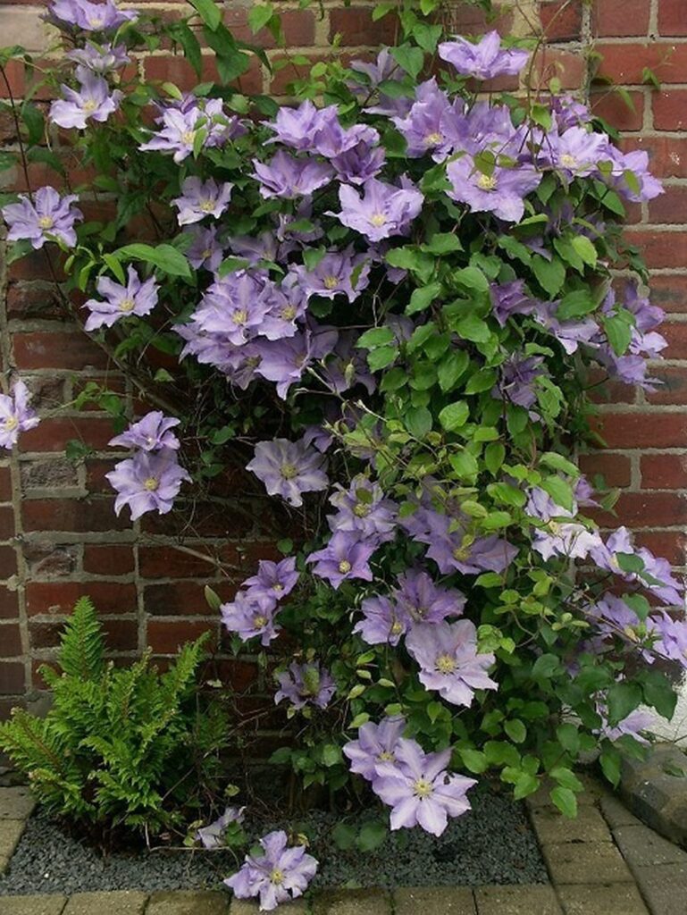 20 Stunning Clematis With Blue Flowers That Brighten Gardens