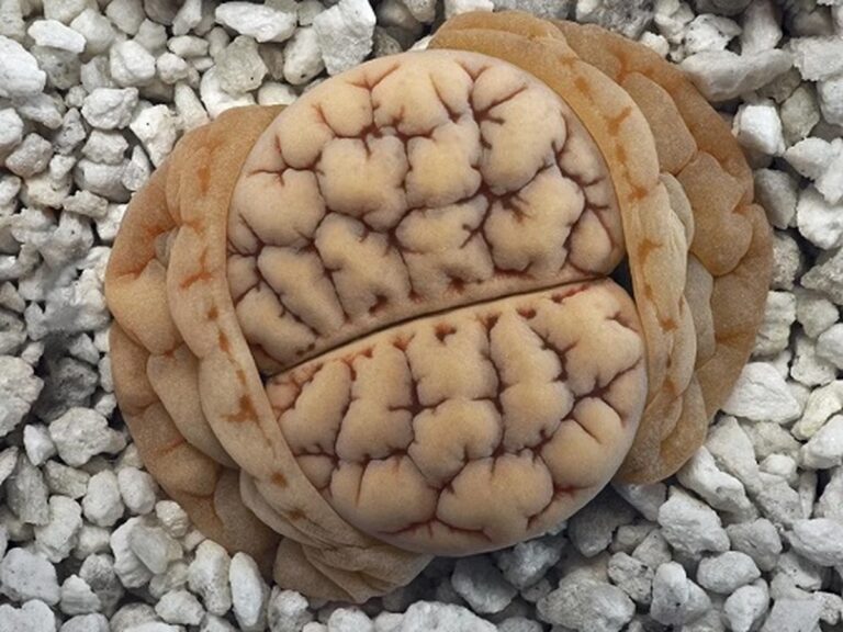 19 Exotic Plants That Look Like Brain