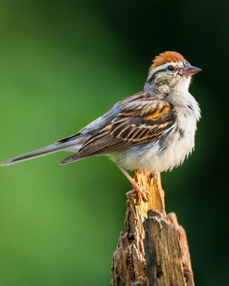 30 Striking Birds with White Stripes on Wings - Nature's Wonders!