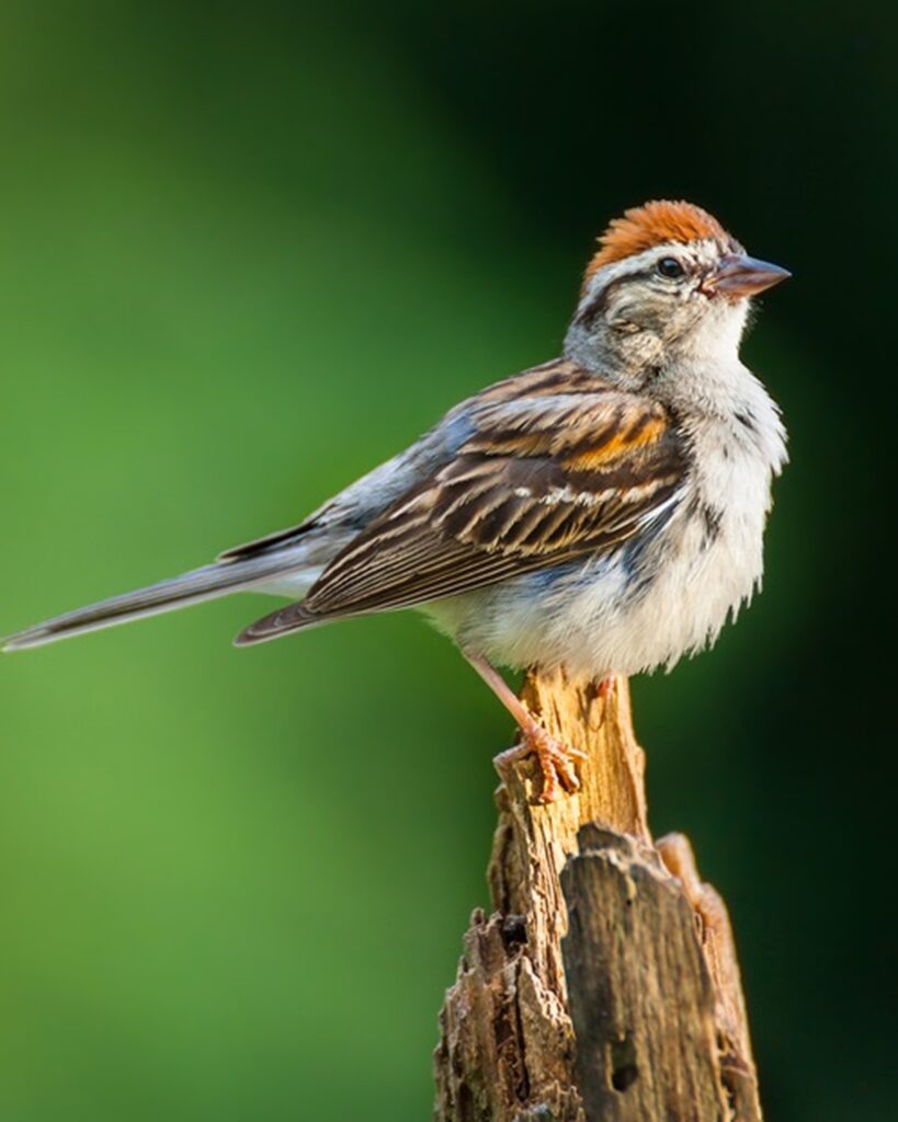 30 Striking Birds with White Stripes on Wings - Nature's Wonders!