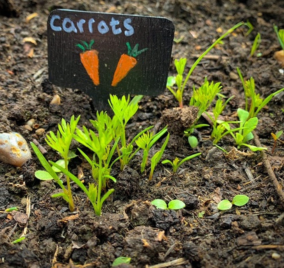 5 Fascinating Carrot Growth Stages Explained Simply