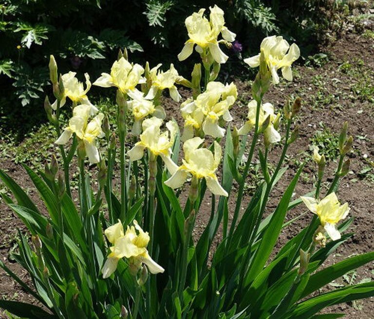 16 Beautiful German Flowers to Brighten Your Garden