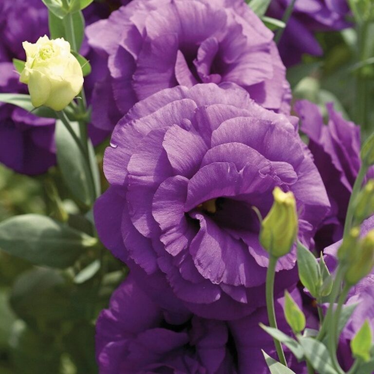 22 Stunning Types of Lisianthus Varieties to Brighten Your Garden