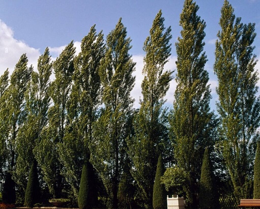 23 Perfect Plants for Privacy in Florida