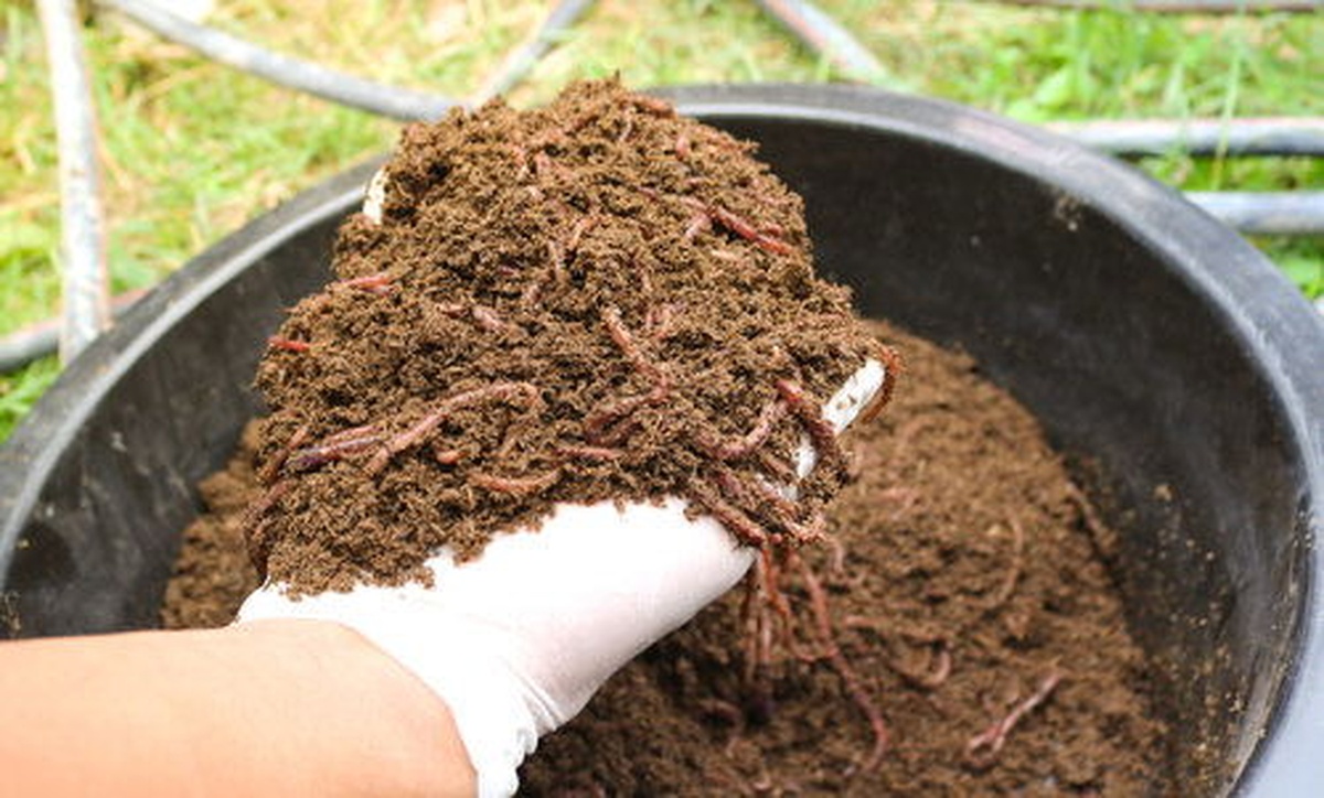 14 Simple DIY Cucumber Fertilizers That Really Work Magic