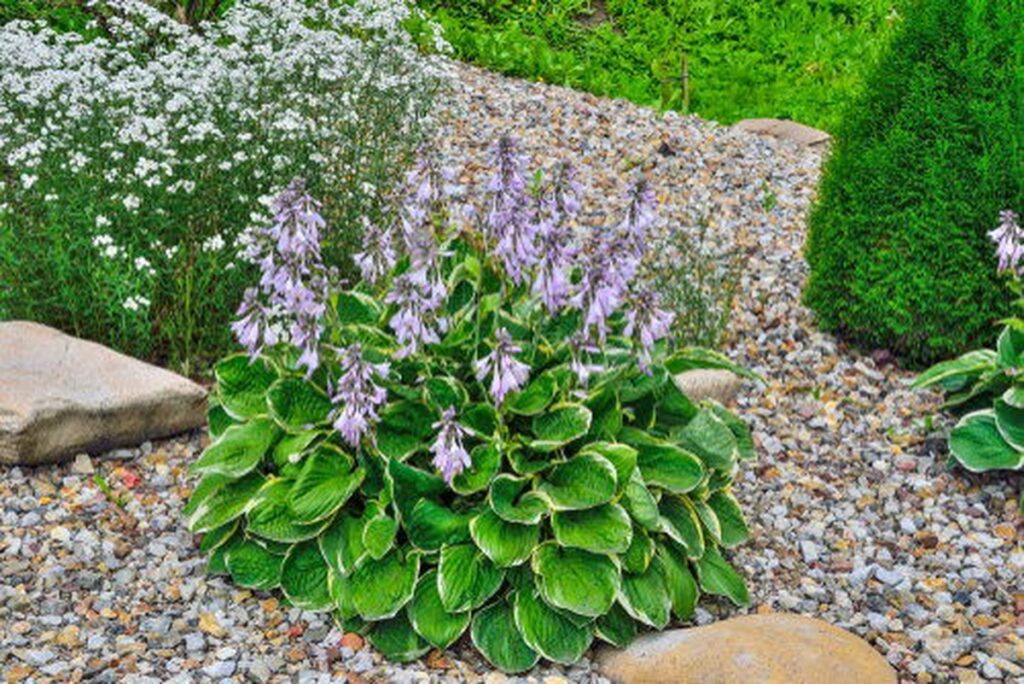 59 Stunning Types of Hostas: Discover These Beautiful Varieties
