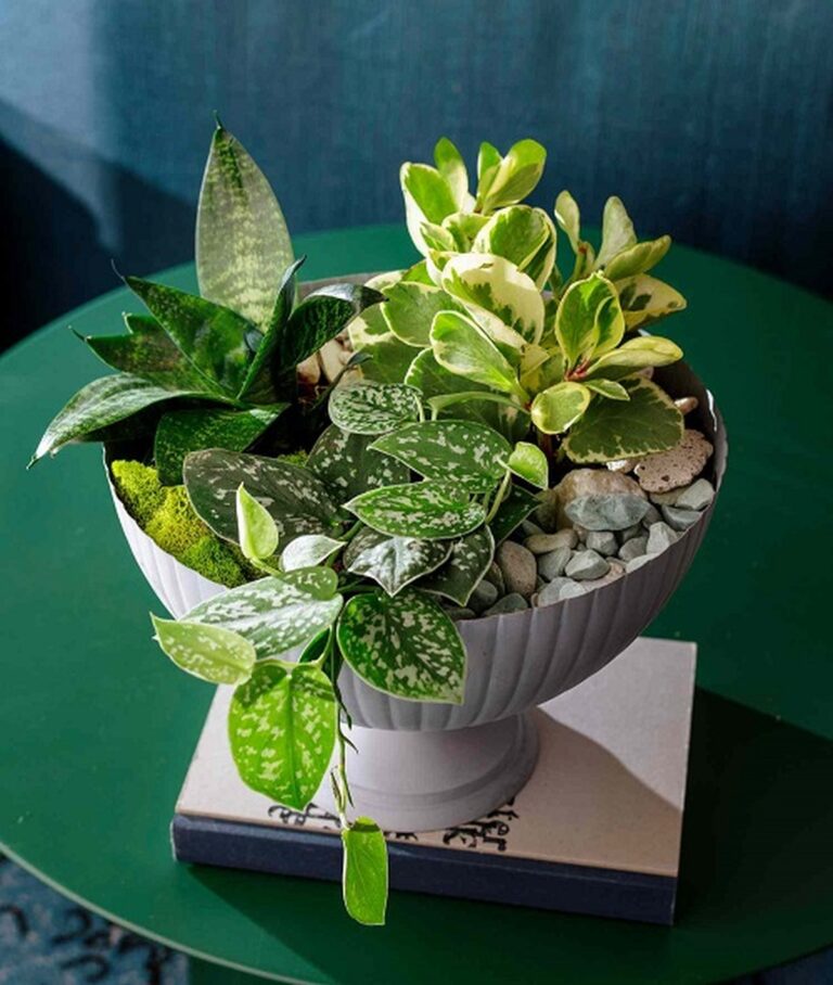 23 Stunning Snake Plant Container Combination Ideas to Try Now