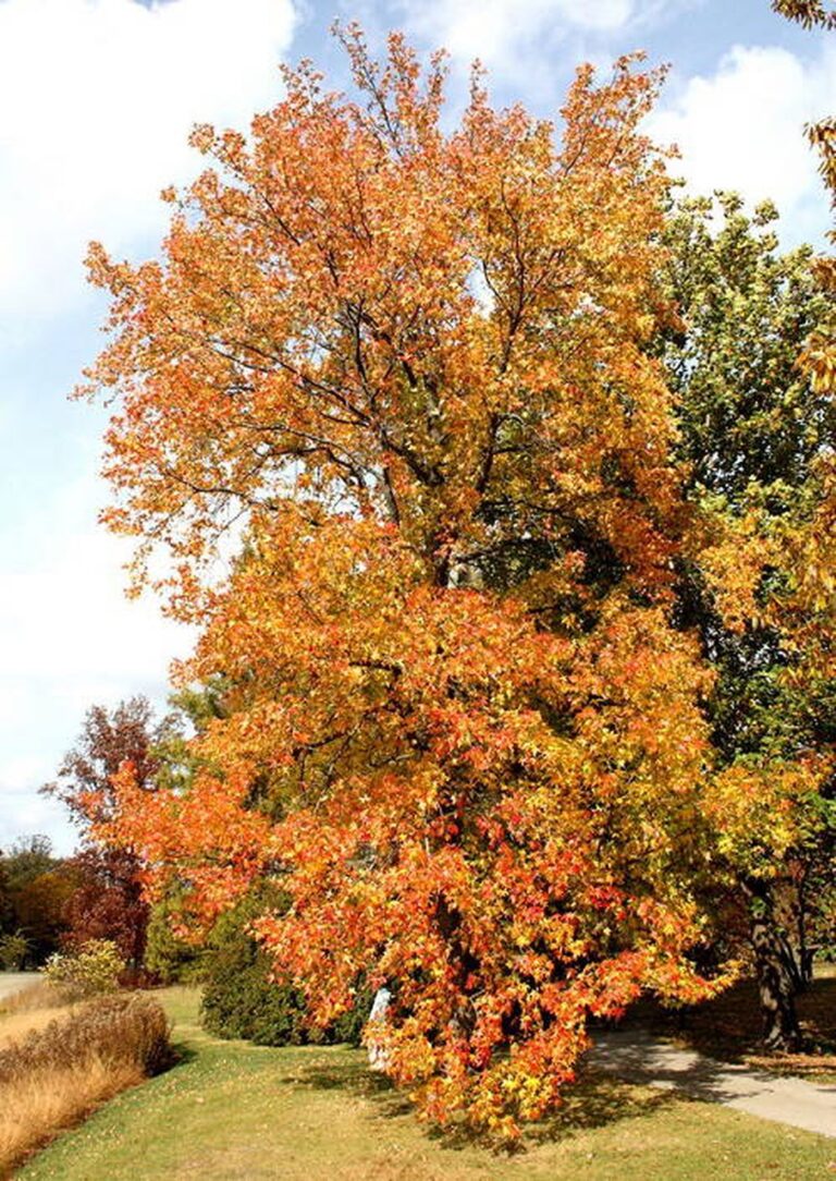 19 Stunning Trees with Yellow Foliage That Brighten Fall