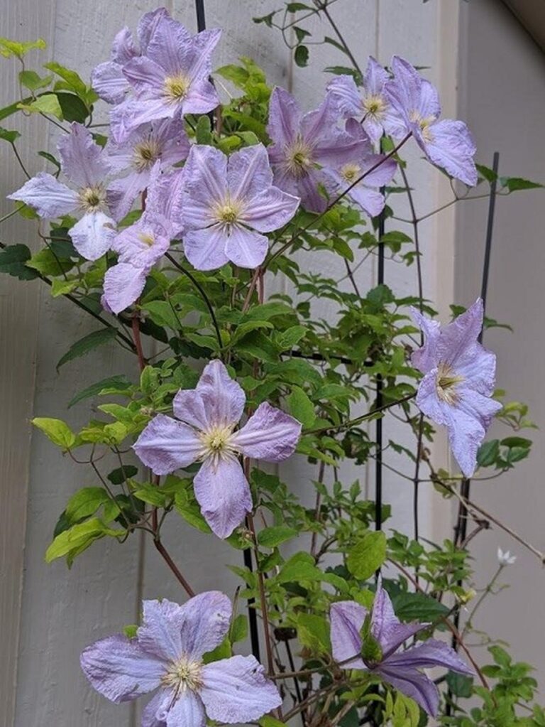 20 Stunning Clematis With Blue Flowers That Brighten Gardens