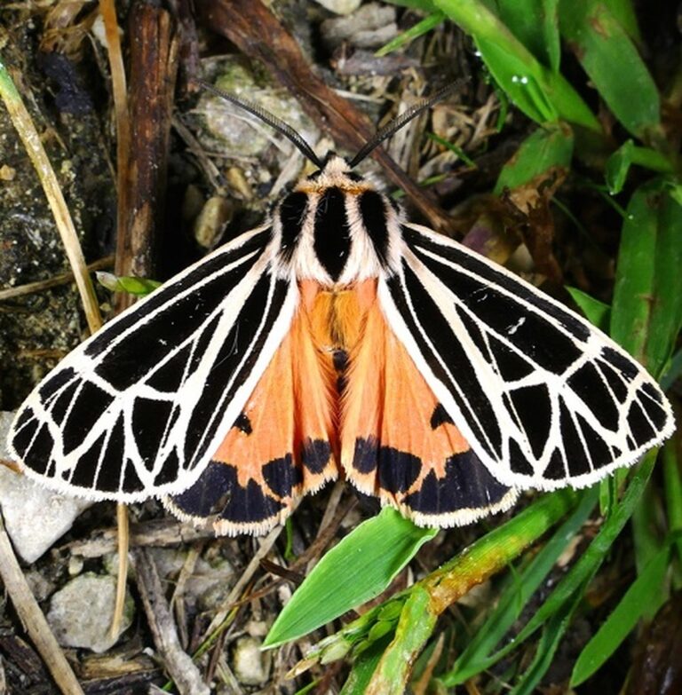28 Adorable Moths That Are As Beautiful As Butterflies